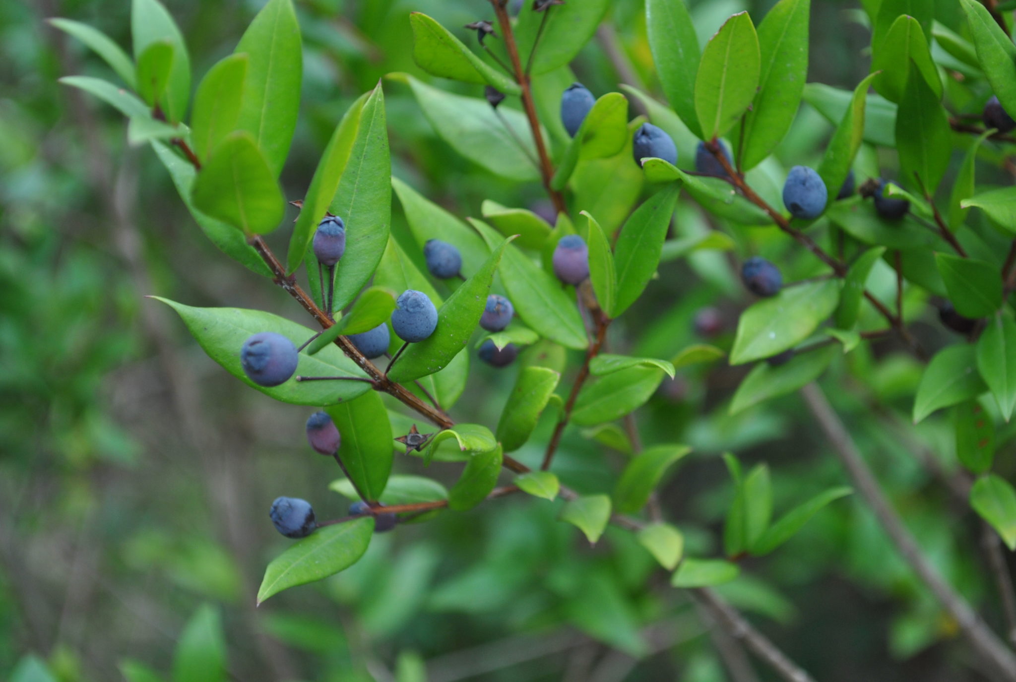 Le Myrte Corse et ses vertus – Blog Corsica Beauty